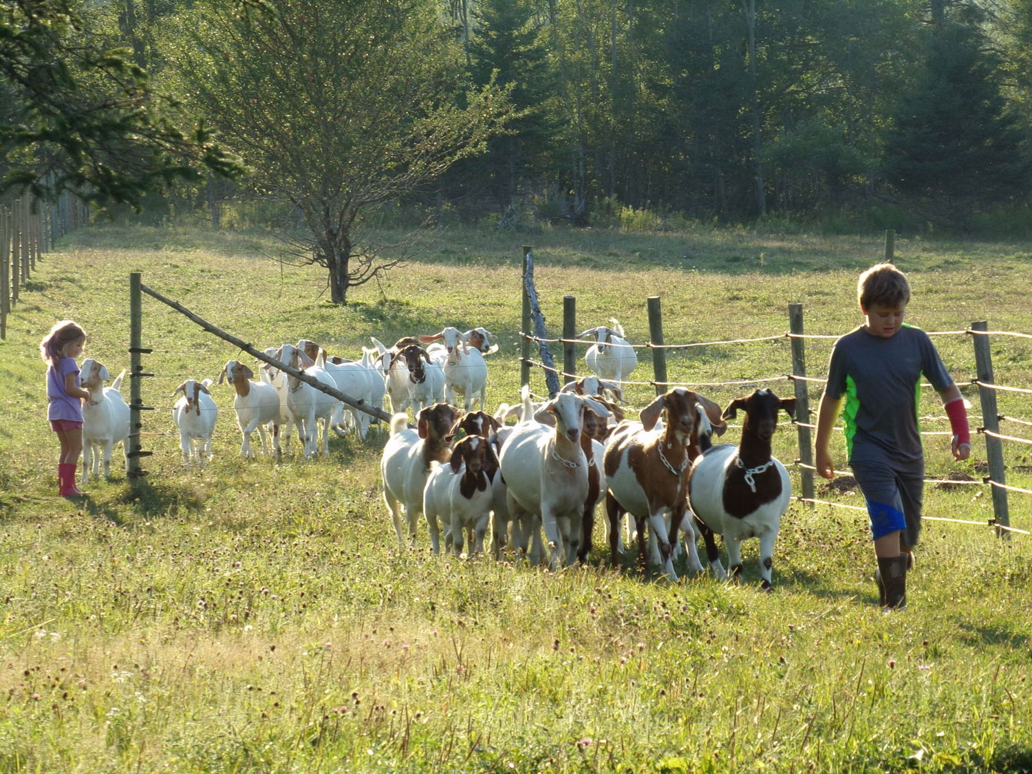 Available Goats – Triple G Ranch